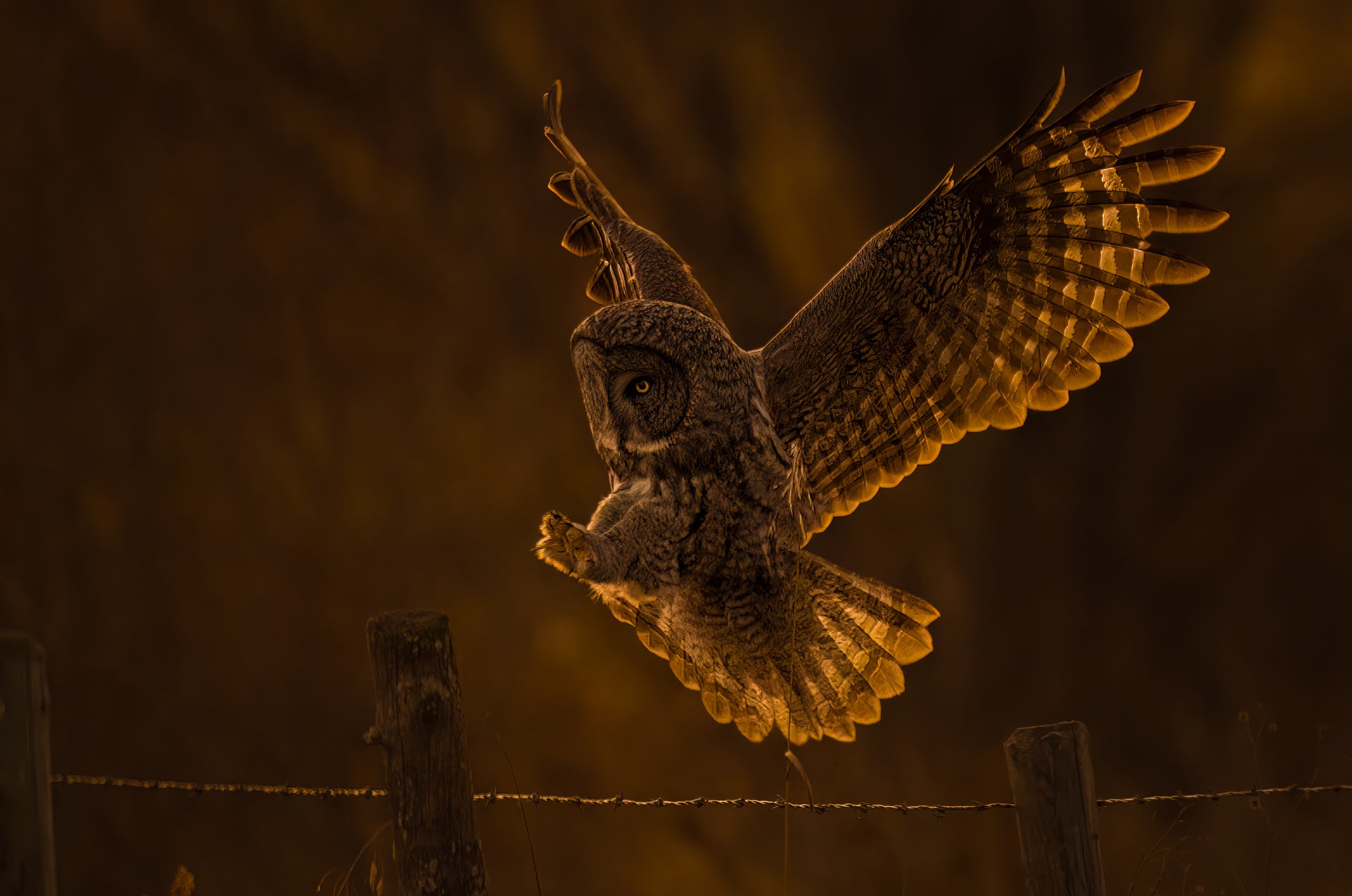 The Wild Lens Biz Community – Donna Feledichuk Wildlife Photography