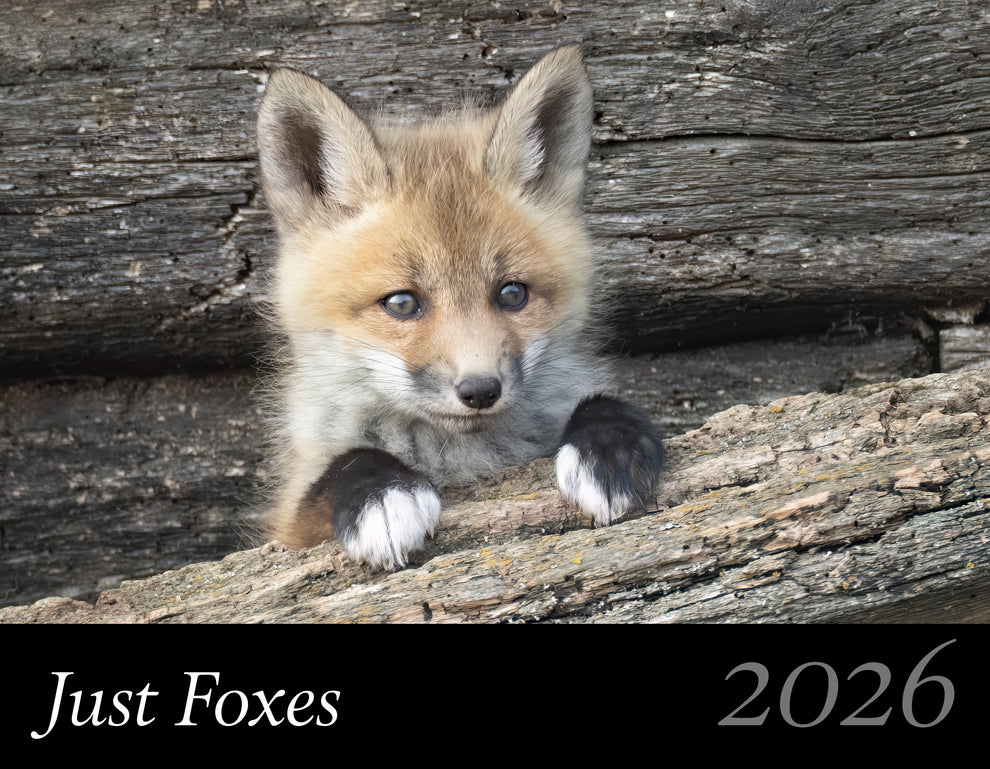 2026 Just Foxes Calendar – Donna Feledichuk Wildlife Photography