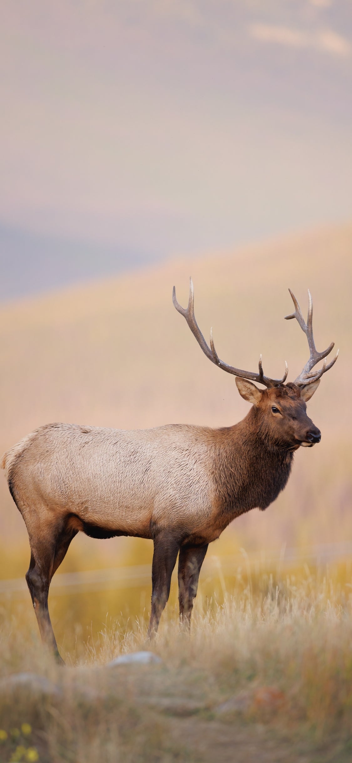 wallpaper elk